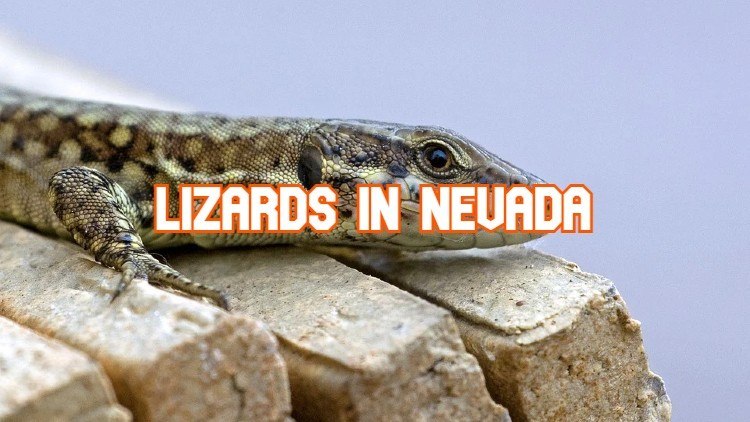 25 Lizards In Nevada (Pictures and Identification)