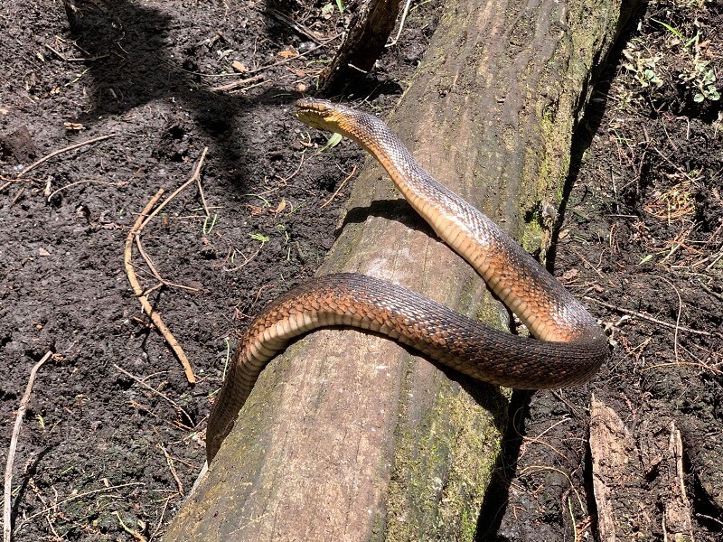 42 Snakes In South Carolina (6 Species Are Venomous)