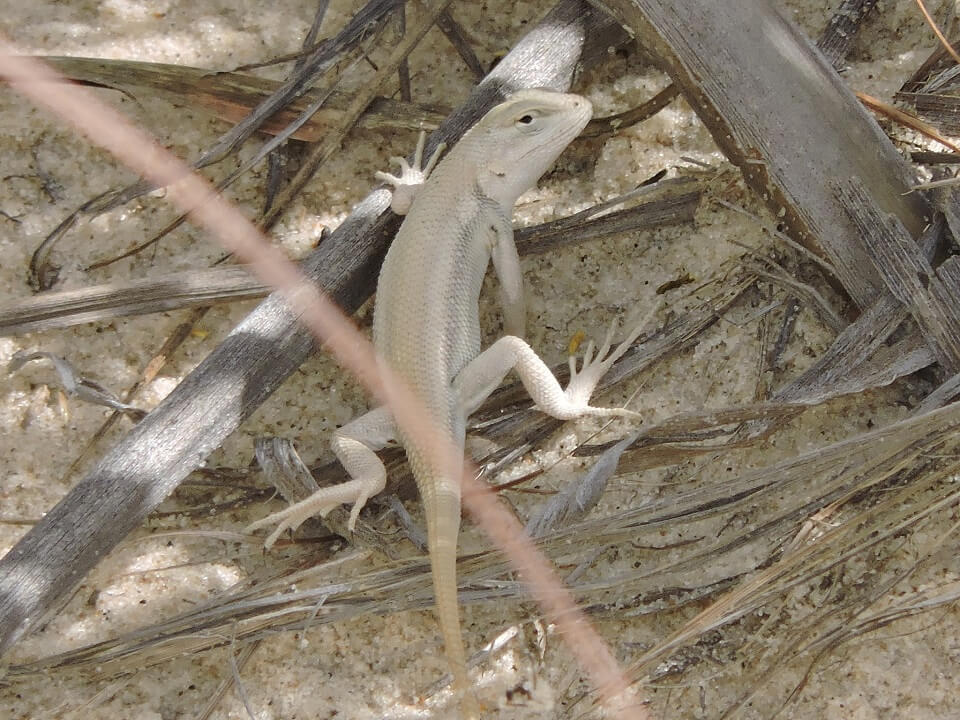 58 Lizards in Texas (Pictures and Identification Guide)