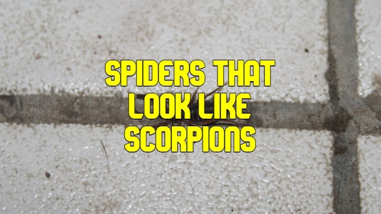 Common Spiders That Look Like Scorpions With Photos