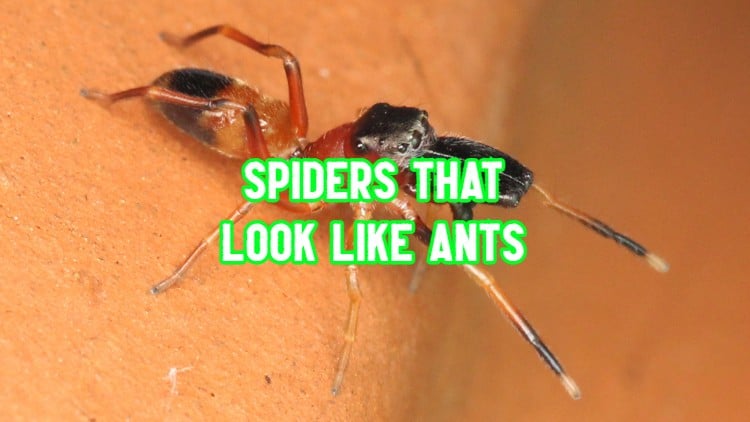 14 Spiders That Look Like Ants (& Why Do They Look Like Ants)