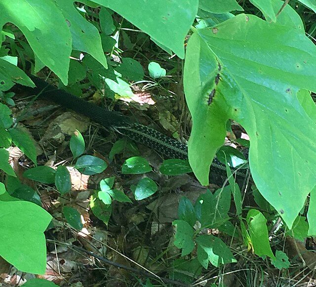 What Eats Copperheads? (13 Copperhead Natural Predators)