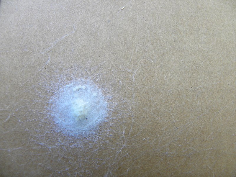 Spider Egg Sac: 10 Facts You Should Know (& Identification Chart)