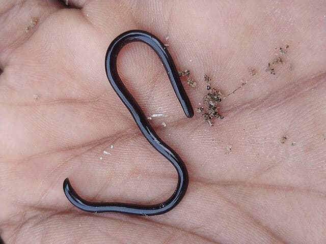 14 Snakes That Look Like Worms (With Pictures)