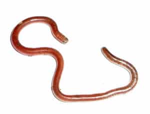 14 Snakes That Look Like Worms (With PHOTOS)