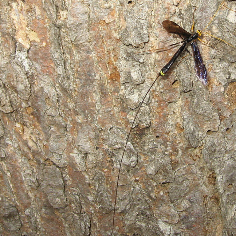 30 Common Wasps In Michigan (With Pictures)