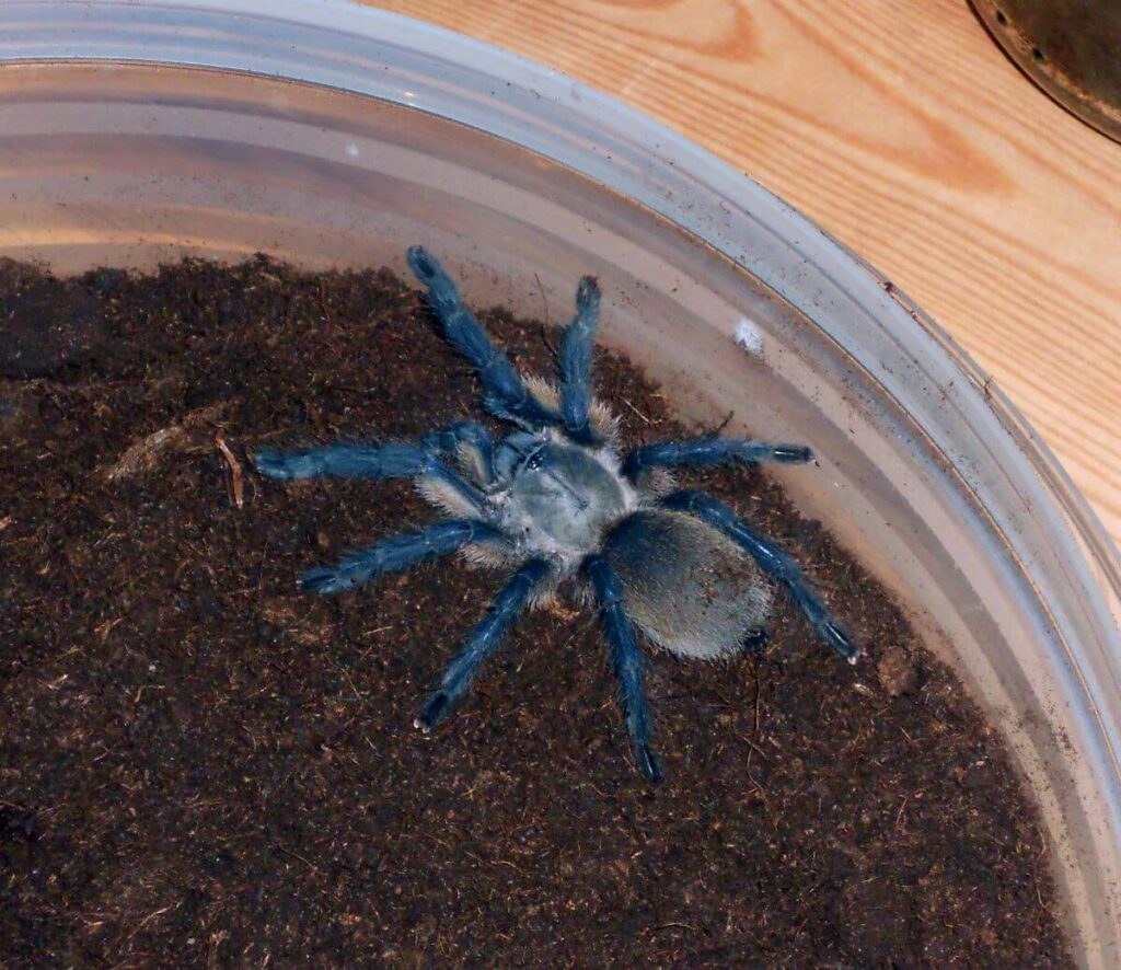 16 Communal Tarantulas And Tips To Set Up A Communal Habitat