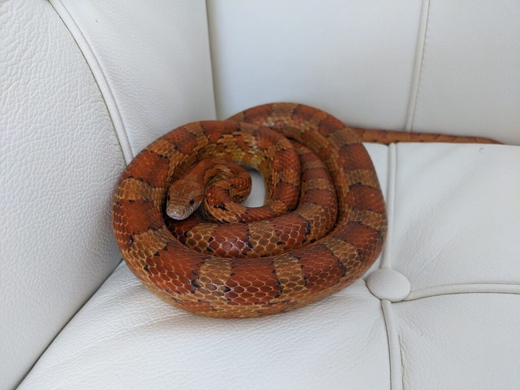 13 Snakes That Look Like Copperheads (& How To Identify Copperheads)