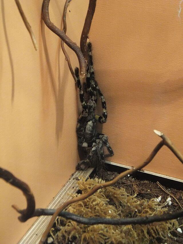 16 Communal Tarantulas And Tips To Set Up A Communal Habitat