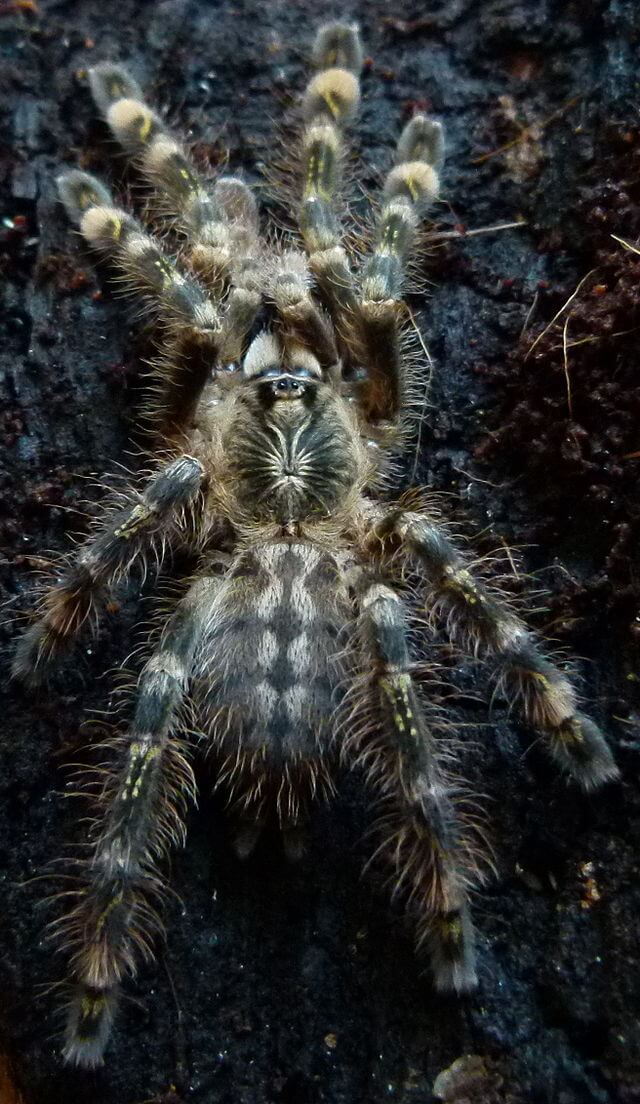 16 Communal Tarantulas And Tips To Set Up A Communal Habitat