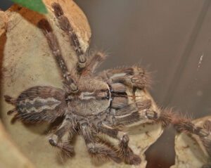16 Communal Tarantulas And Tips To Set Up A Communal Habitat