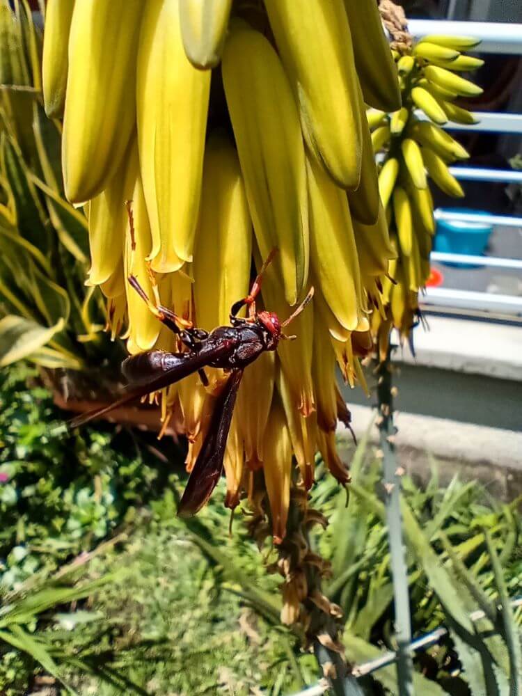 13 Most Dangerous Wasps (Some Are Super Aggressive)