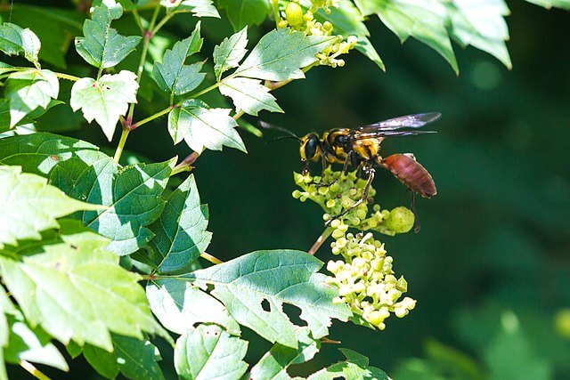42 Common Wasps In Florida (Pictures and Identification)