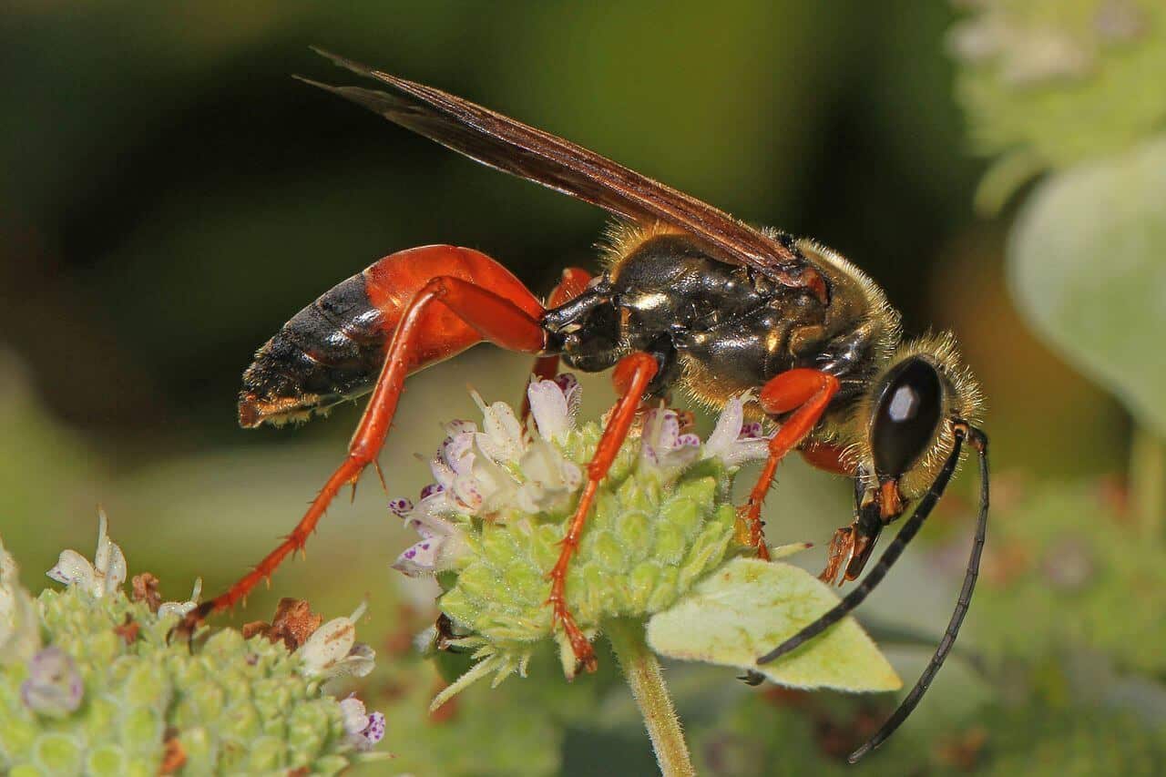 30 Common Wasps In Michigan (With Pictures)