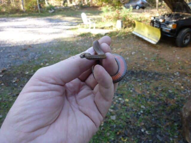 14 Snakes That Look Like Worms (With Pictures)