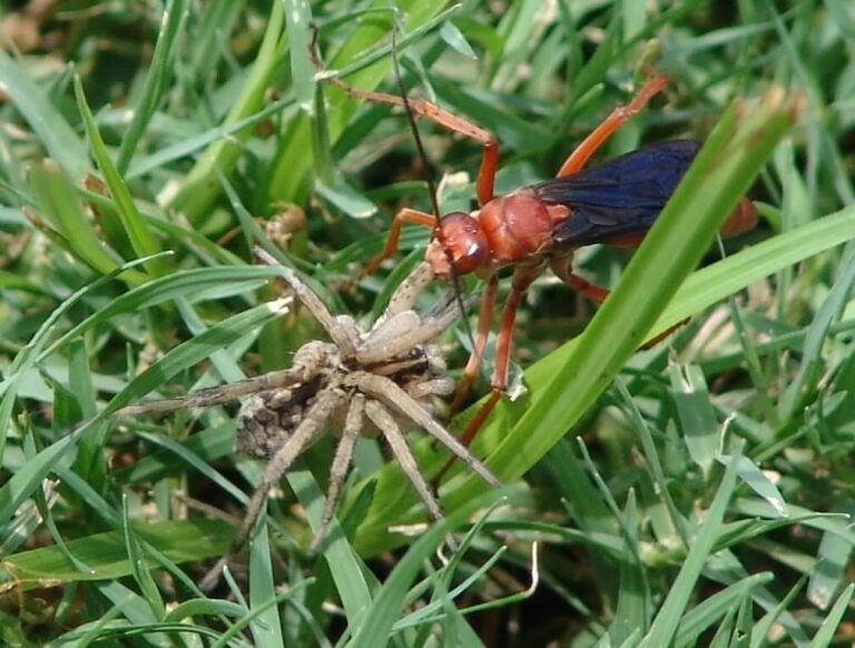 42 Common Wasps In Florida (With PHOTOS)