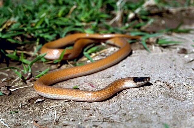 14 Snakes That Look Like Worms (With Pictures)