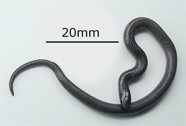 14 Snakes That Look Like Worms (With Pictures)