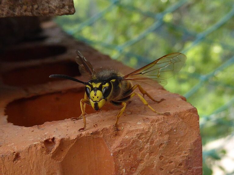 30 Common Wasps In Michigan (With Pictures)