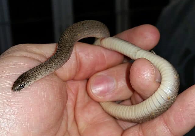 14 Snakes That Look Like Worms (With Pictures)
