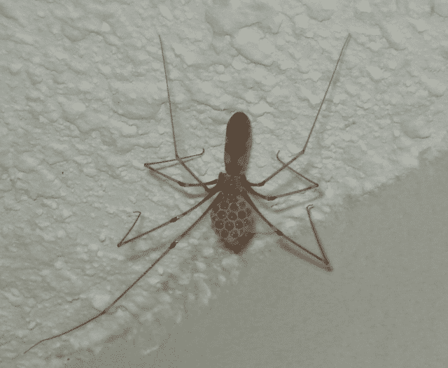 Spider Egg Sac: 10 Facts You Should Know (& Identification Chart)