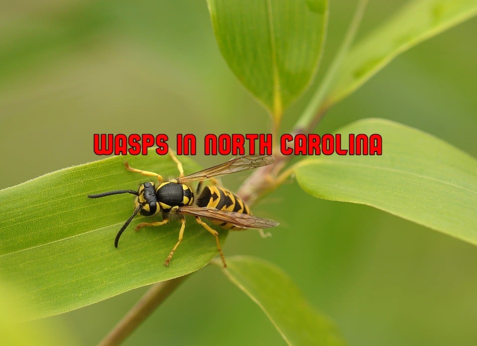 27 Common Wasps In North Carolina (With Pictures)