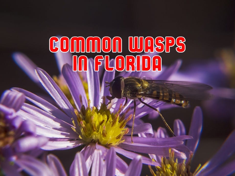 42 Common Wasps In Florida (Pictures and Identification)
