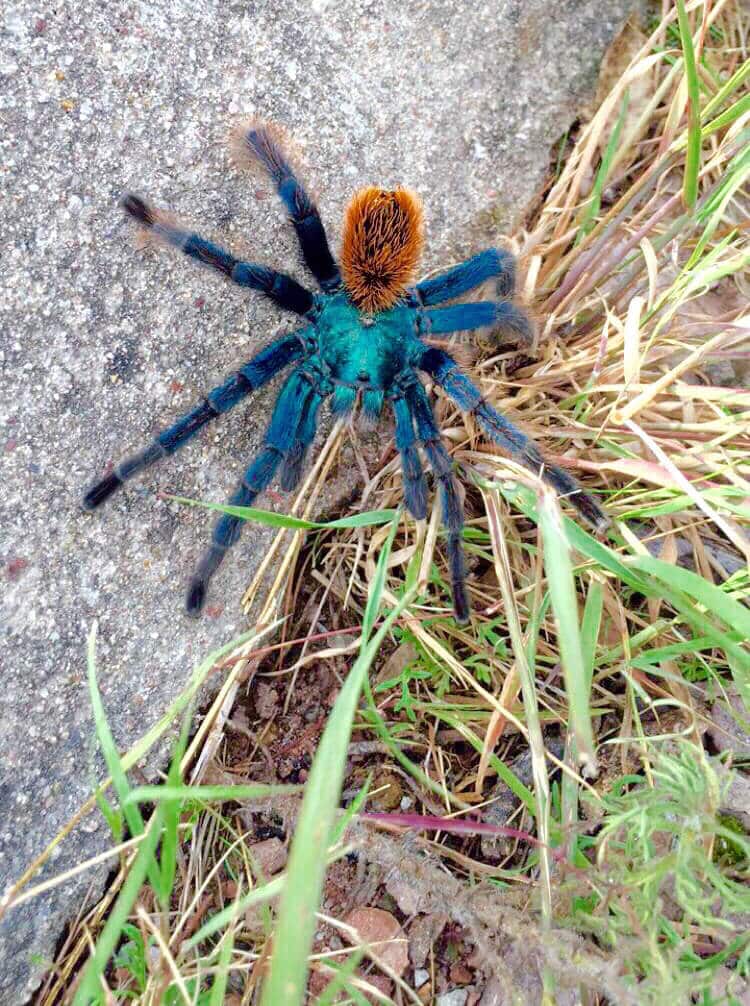 25 Stunning Blue Spiders in The World (with Pictures)