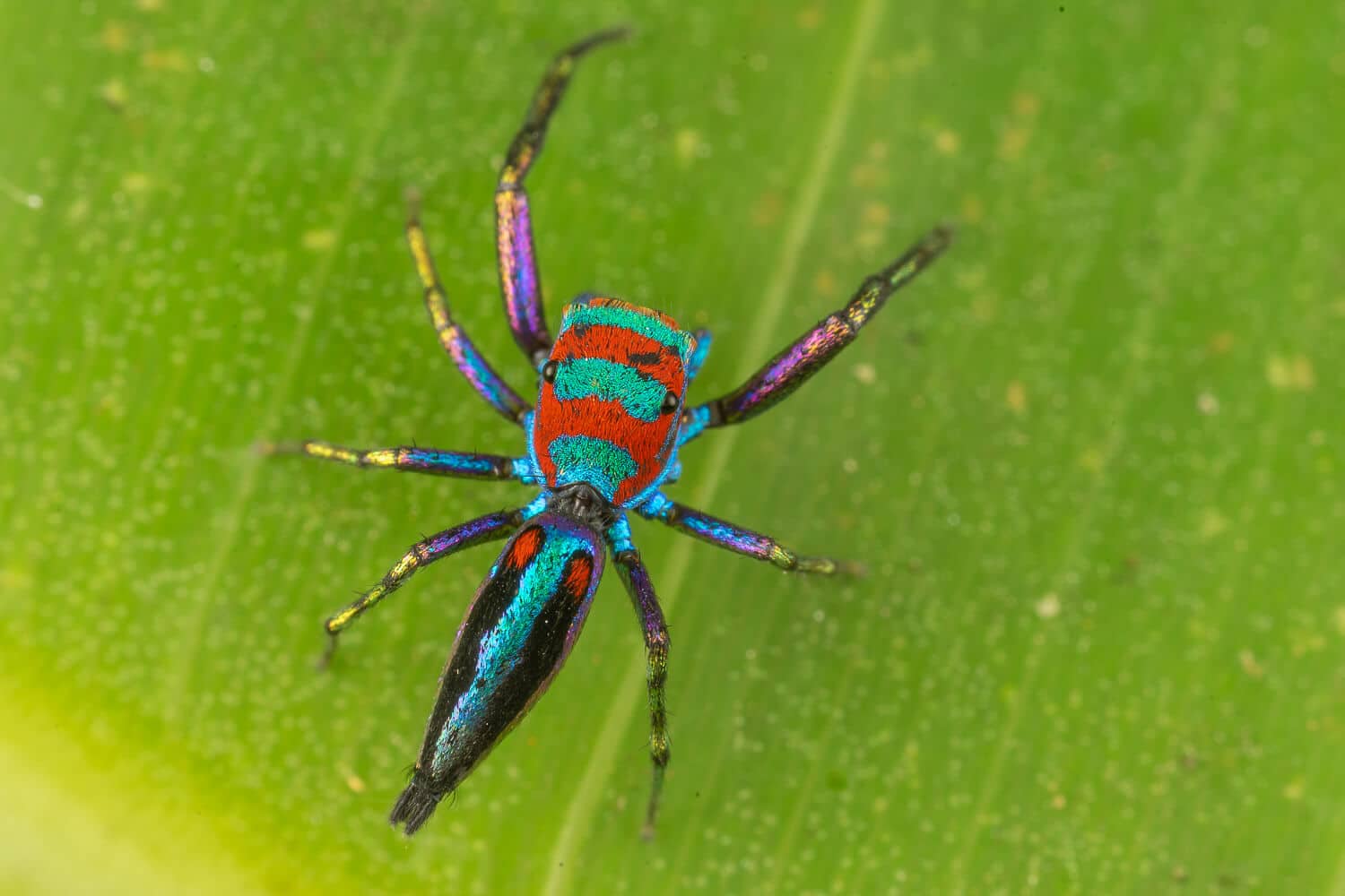 17 Vivid Purple Spiders in The World (with Pictures)