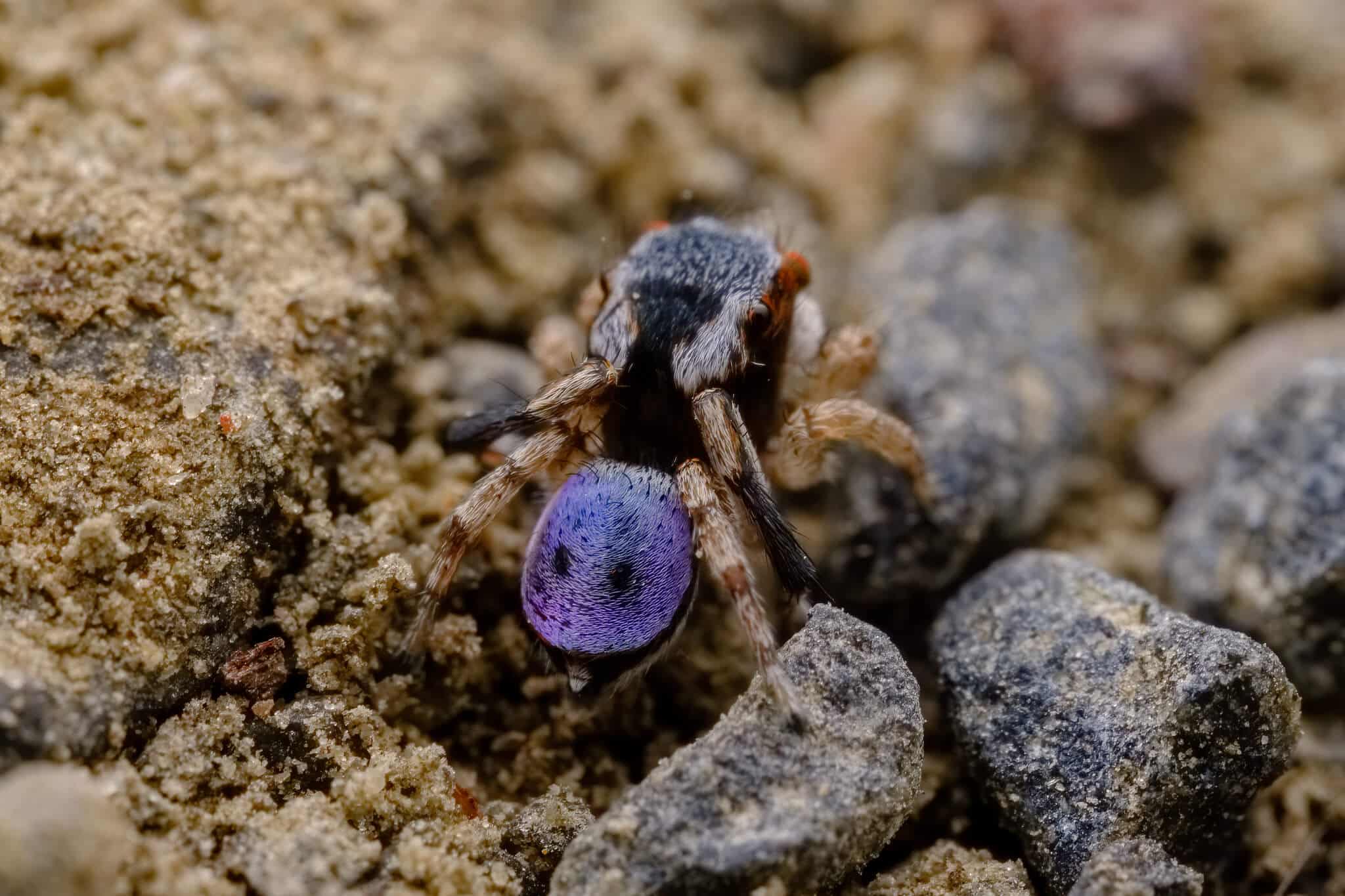 17 Vivid Purple Spiders in The World (with Pictures)