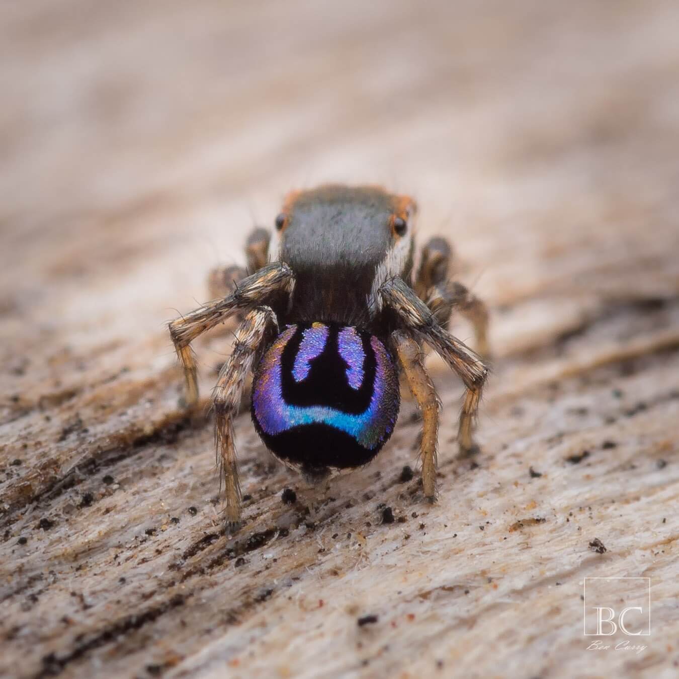 17 Vivid Purple Spiders in The World (with Pictures)