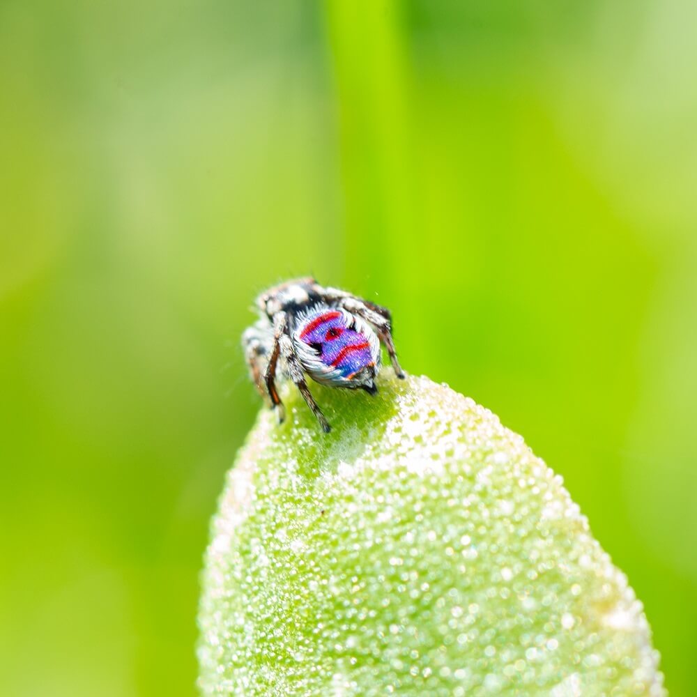 15 Amazing Pink Spiders in The World (with Pictures)