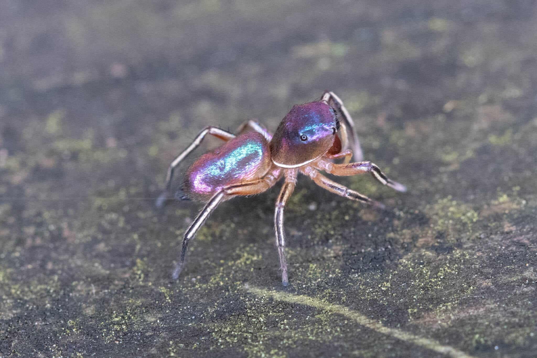 15 Amazing Pink Spiders in The World (with Pictures)