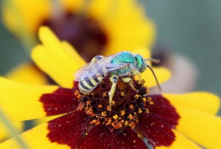 30 Common Bees in California (with Pictures)