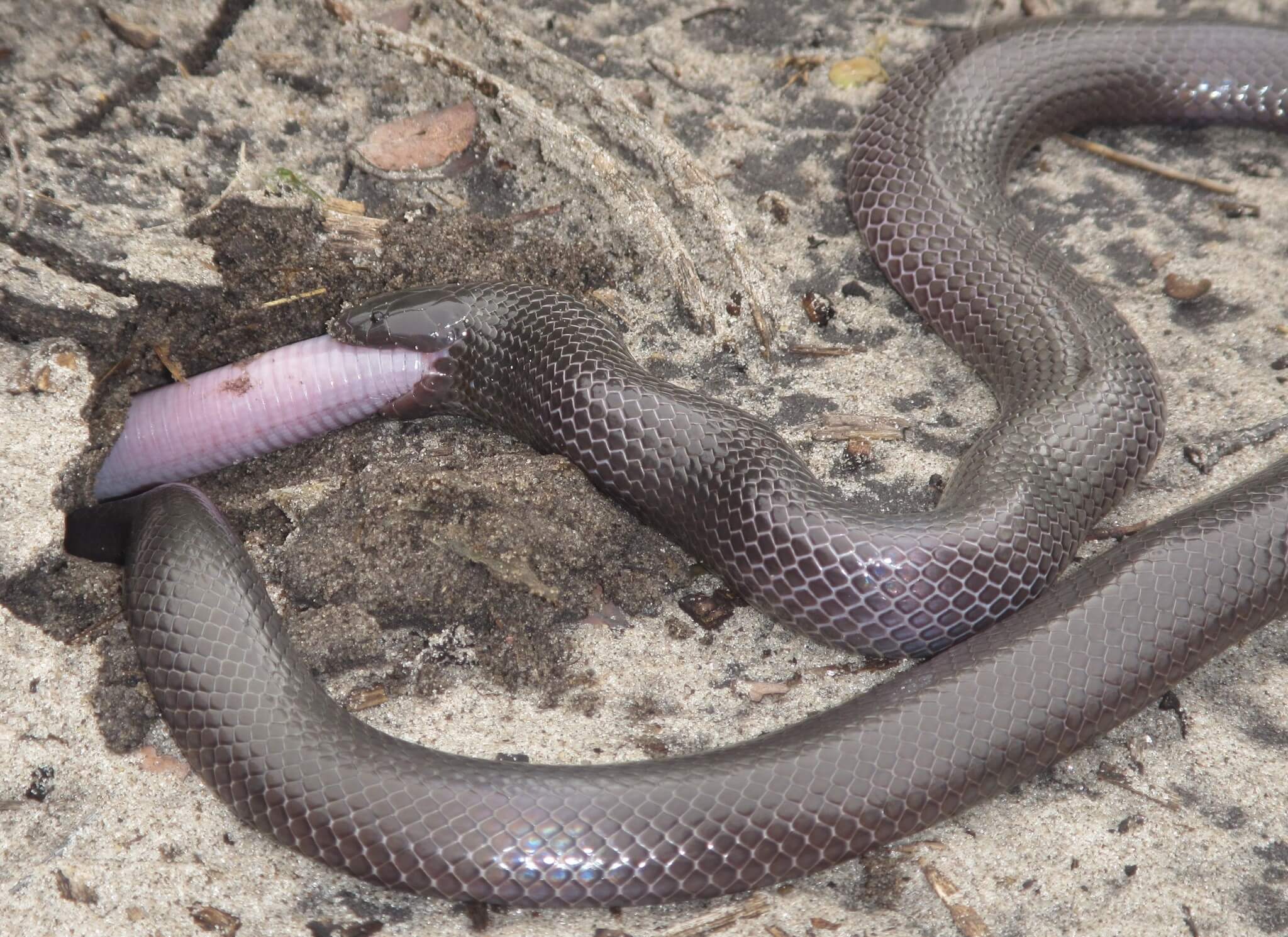 17 Rare Purple Snakes in The World (with Pictures)