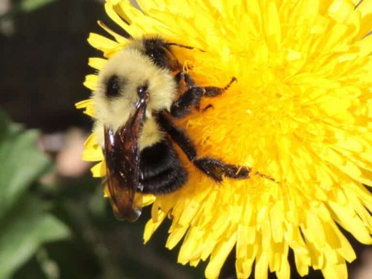 26 Common Bees in Michigan (with Pictures)