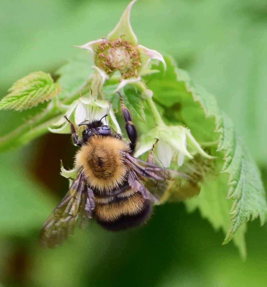 26 Common Bees in Michigan (with Pictures)