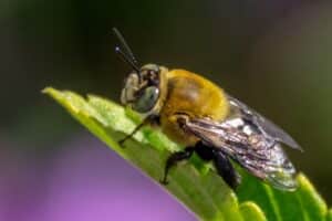 26 Common Bees in Florida (with Pictures)