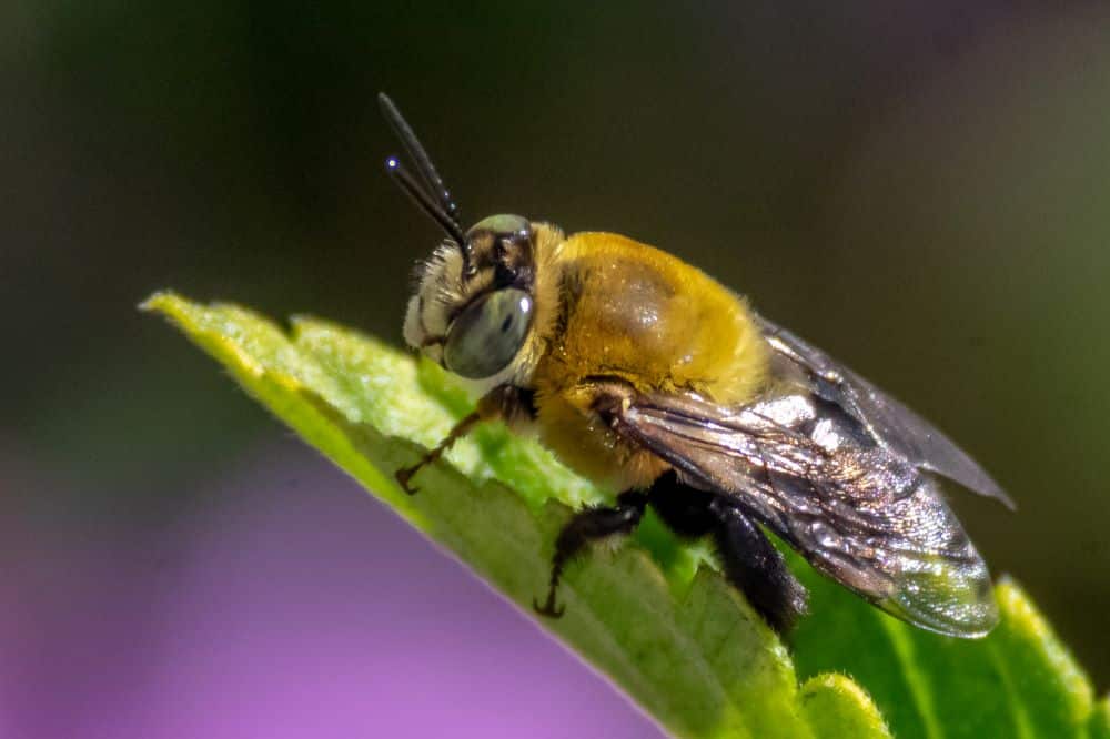 26 Common Bees in Florida (Pictures and Identification)