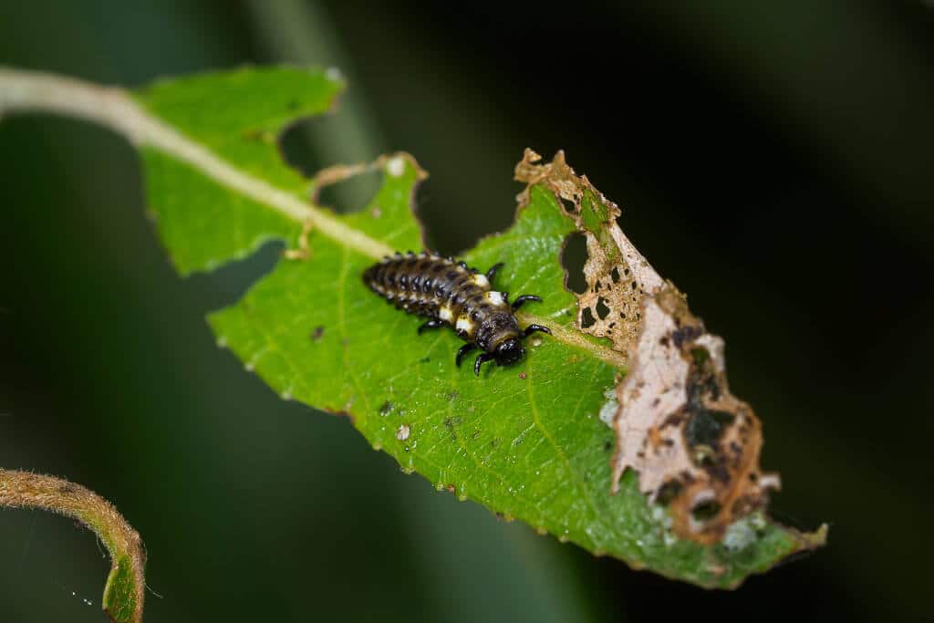 21 Bugs That Look Like Centipedes (But They Aren't)