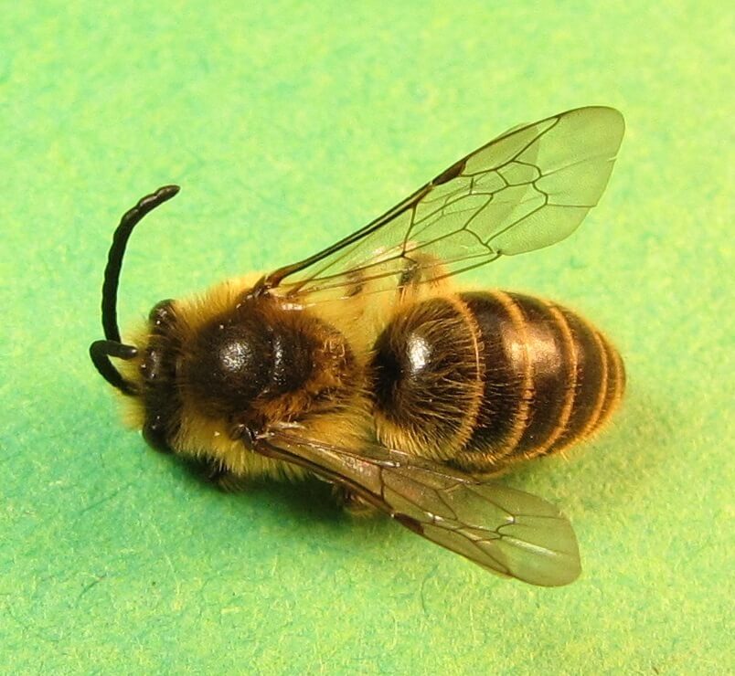 27 Common Bees in Virginia (Pictures and Identification)