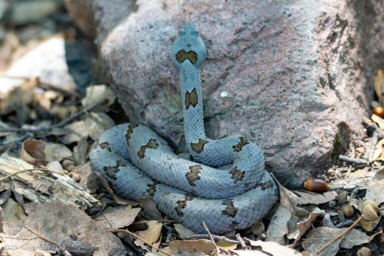 Are There Blue Snakes? 13 Blue Snakes in The World (with Pictures)