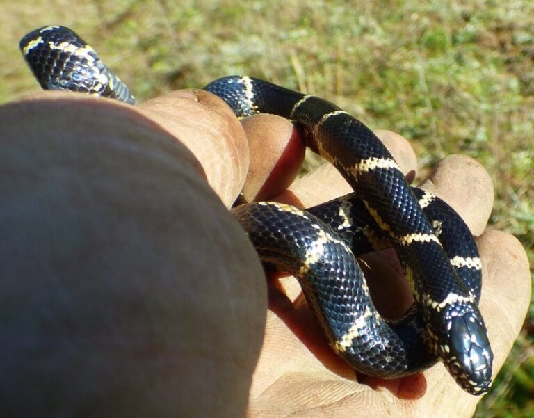23 Snakes in New Jersey (2 Species Are Venomous)