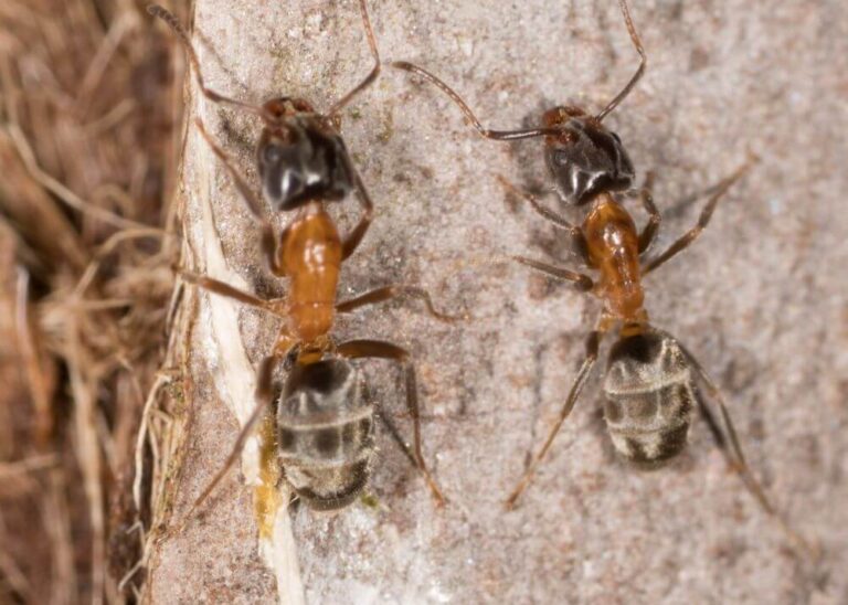 19 Common Ants in California (with Pictures)