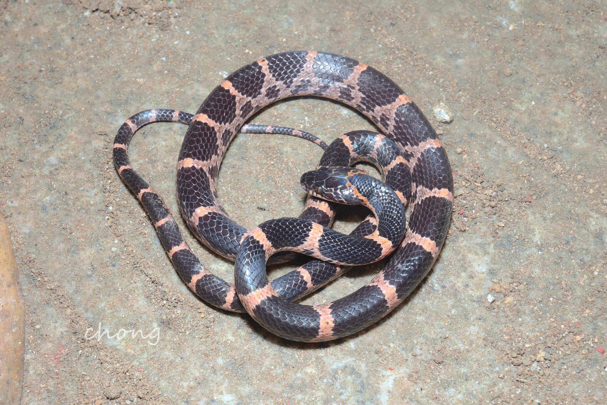 20 Beautiful Pink Snakes in The World (with Pictures)