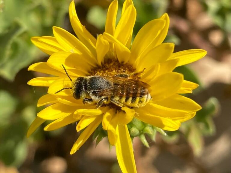 30 Common Bees in California (with Pictures)