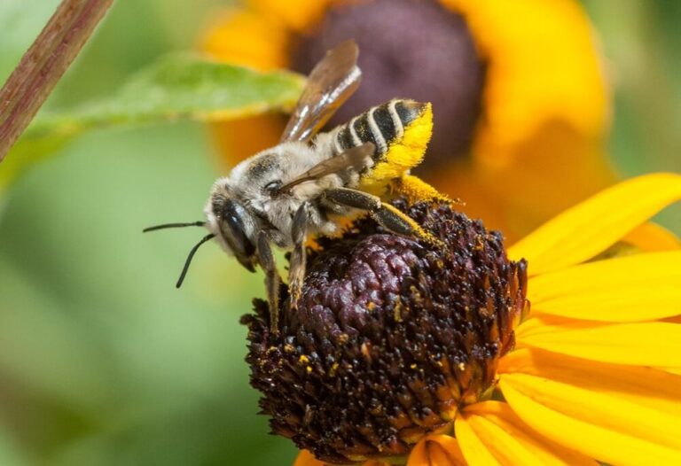 38 Common Bees in Texas (with Pictures)