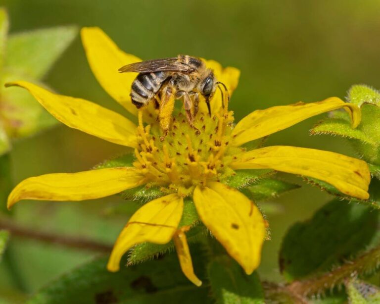 26 Common Bees in Florida (with Pictures)