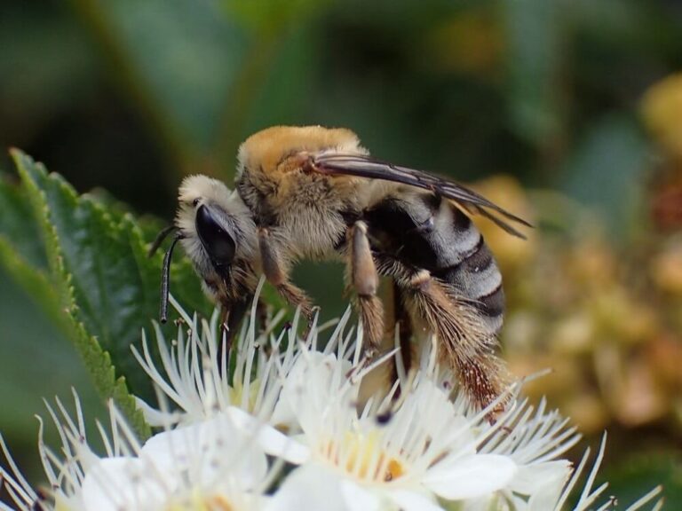 30 Common Bees in California (with Pictures)