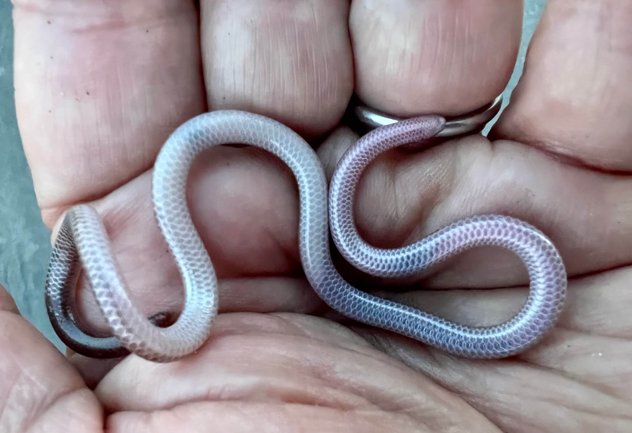 Are There Pink Snakes? 13 Pink Snakes (with Pictures)
